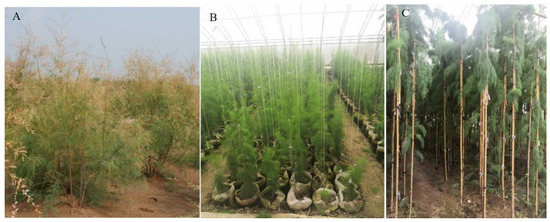 Recent Progress on the Salt Tolerance Mechanisms and Application of ...