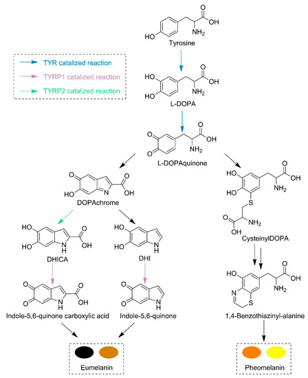 Theoretical Studies of Cyanophycin Dipeptides as Inhibitors of Tyrosinases