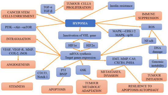 Renal Cell Cancer and Obesity