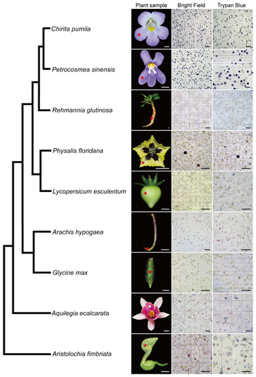 An Efficient and Universal Protoplast Isolation Protocol Suitable for ...