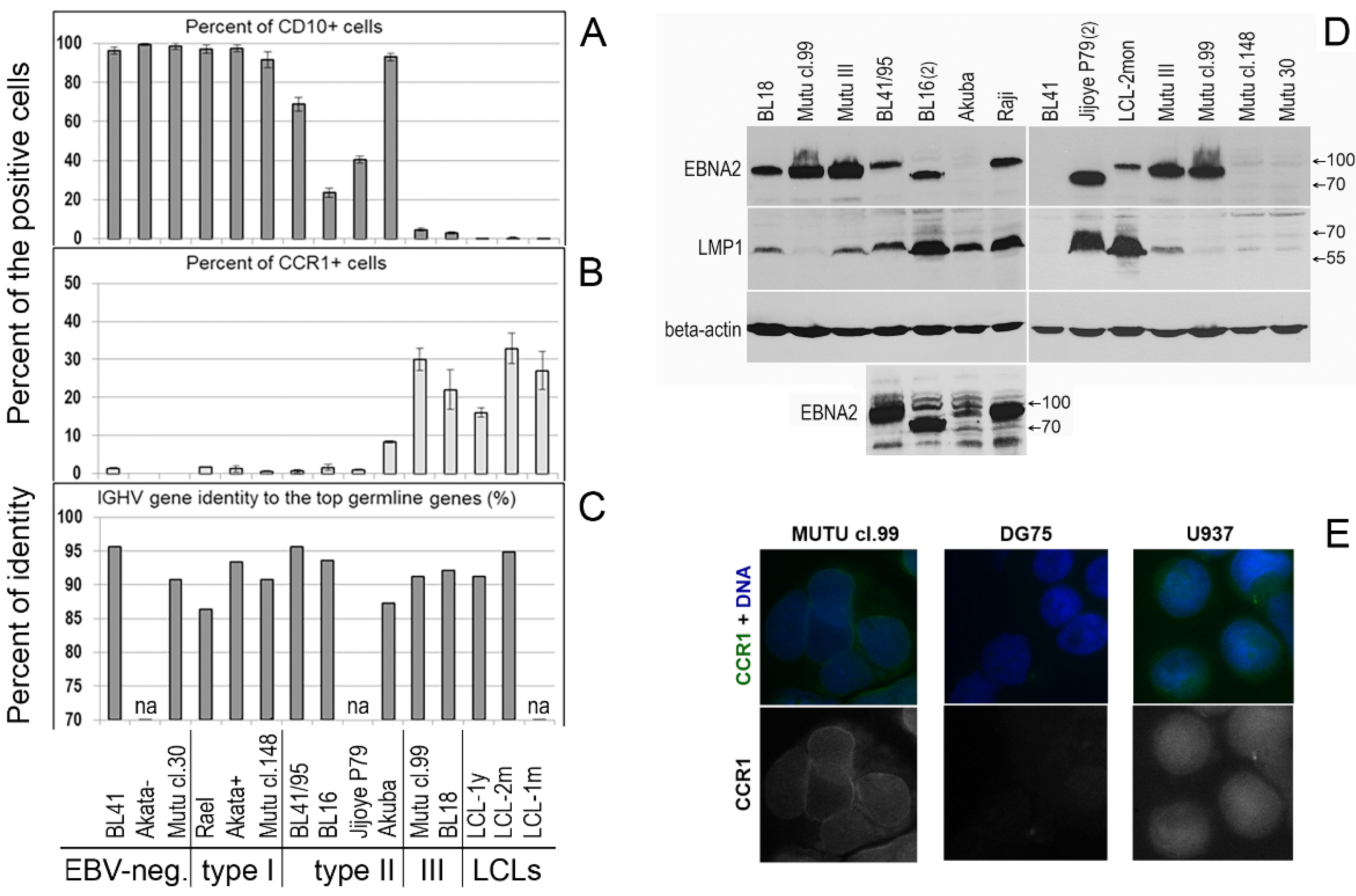 Ijms Free Full Text Expression Of The Chemokine Receptor Ccr1 In