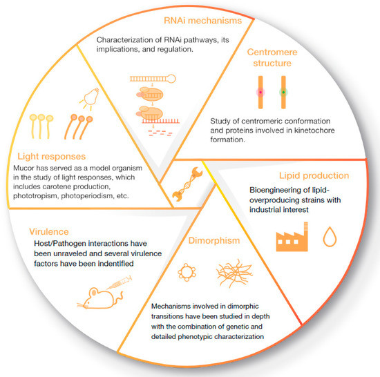 Genetic Manipulation in Mucorales and New Developments to Study ...