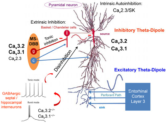 IJMS | Free Full-Text | Cav3 T-Type Voltage-Gated Ca2+ Channels and the ...