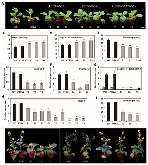 BcSOC1 Promotes Bolting and Stem Elongation in Flowering Chinese Cabbage