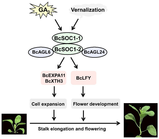 BcSOC1 Promotes Bolting and Stem Elongation in Flowering Chinese Cabbage
