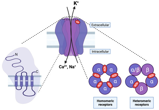 The Human-Restricted Isoform of the α7 nAChR, CHRFAM7A: A Double-Edged ...
