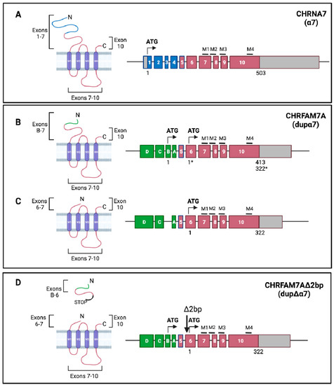 The Human-Restricted Isoform of the α7 nAChR, CHRFAM7A: A Double-Edged ...