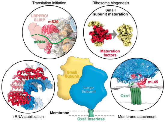 Types and Functions of Mitoribosome-Specific Ribosomal Proteins across ...