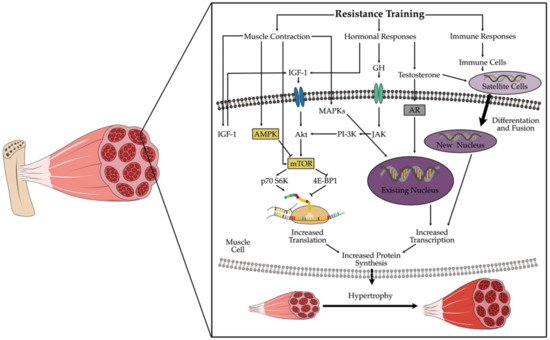Myokines and Resistance Training: A Narrative Review