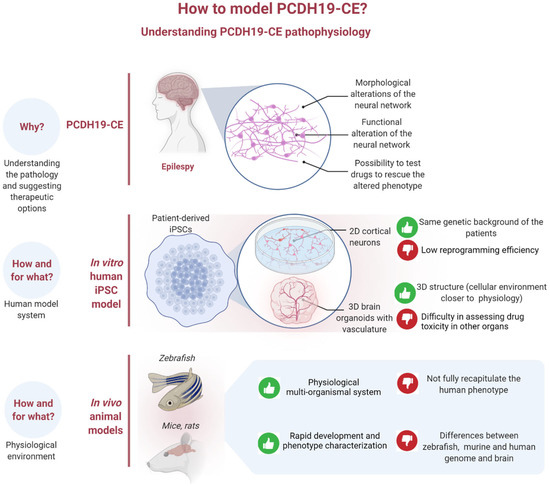 IJMS | Free Full-Text | Modeling PCDH19-CE: From 2D Stem Cell Model to ...