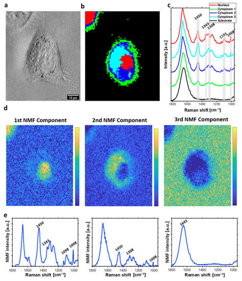 Raman Research on Bleomycin-Induced DNA Strand Breaks and Repair ...