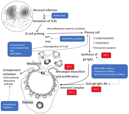 New Insights into the Treatment of Glomerular Diseases: When Mechanisms ...