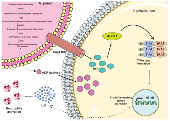 Helicobacter pylori Pathogen-Associated Molecular Patterns: Friends or ...