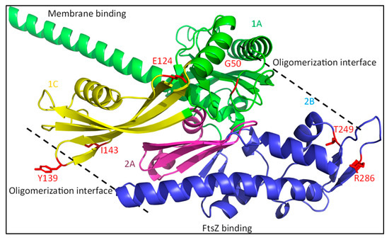 An Updated Model of the Divisome: Regulation of the Septal ...