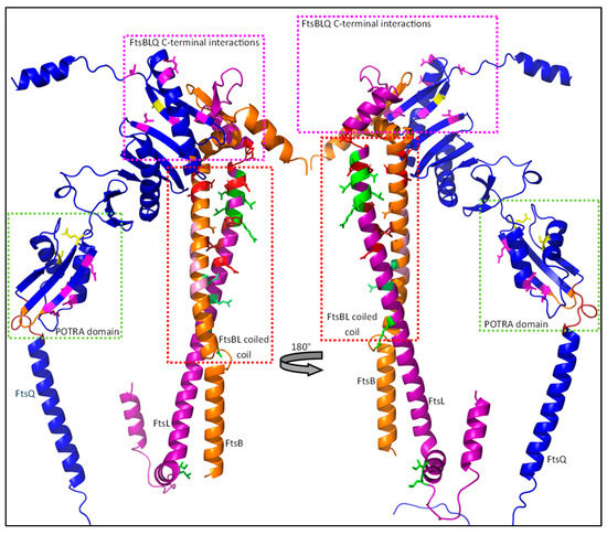 An Updated Model of the Divisome: Regulation of the Septal ...