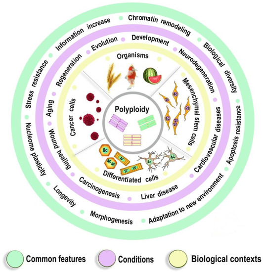 Polyploidy as a Fundamental Phenomenon in Evolution, Development ...