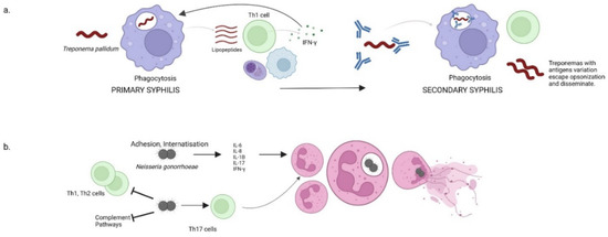 Syphilis Bacteria Diagram