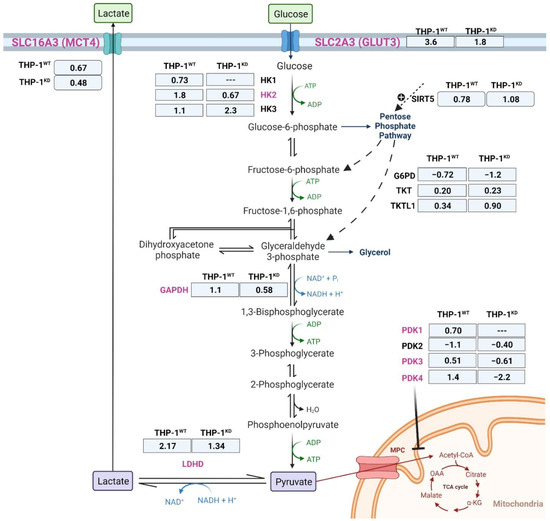 TKTL1 Knockdown Impairs Hypoxia-Induced Glucose-6-phosphate ...