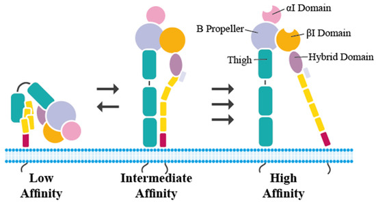 Understanding the Role of LFA-1 in Leukocyte Adhesion Deficiency Type I ...