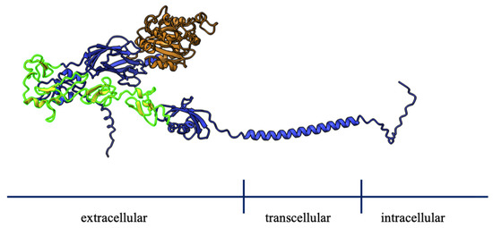 Understanding the Role of LFA-1 in Leukocyte Adhesion Deficiency Type I ...