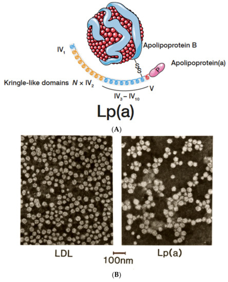 IJMS | Free Full-Text | Lp(a) and the Risk for Cardiovascular Disease ...