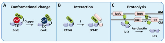 Mechanisms of Action of Non-Canonical ECF Sigma Factors