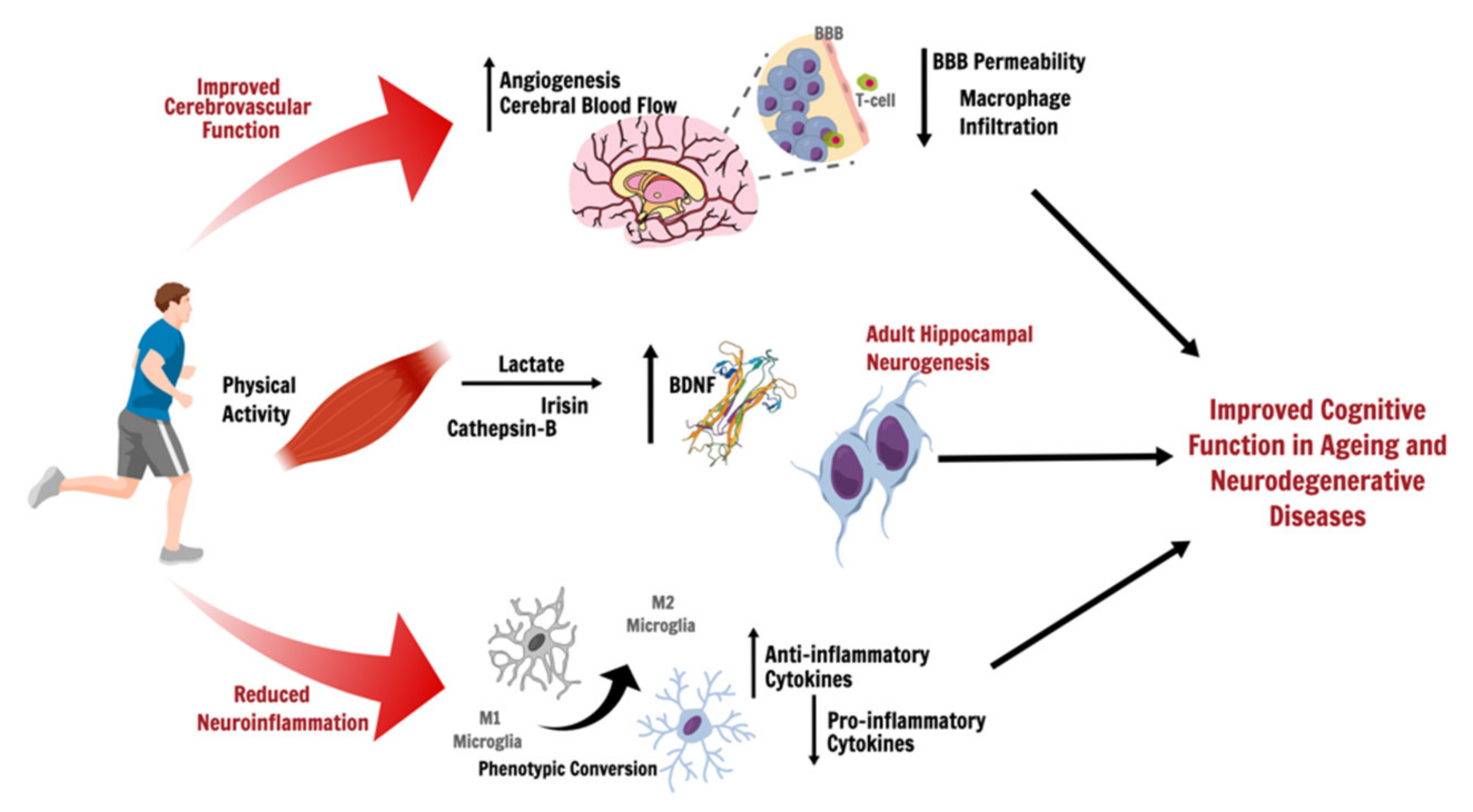 IJMS | Free Full-Text | The Therapeutic Role of Exercise and Probiotics ...