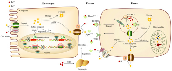 Iron Metabolism in Aging and Age-Related Diseases