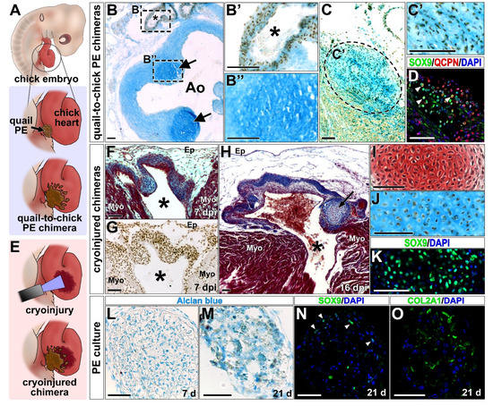 Ijms Free Full Text In Vivo And In Vitro Cartilage Differentiation