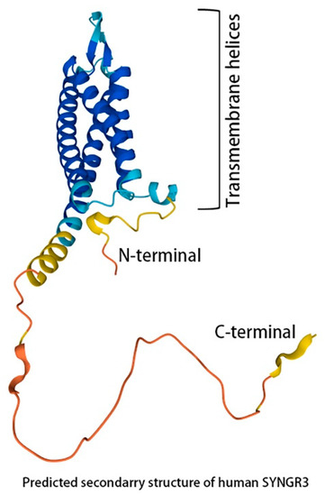 Transcriptional Regulation of the Synaptic Vesicle Protein Synaptogyrin ...
