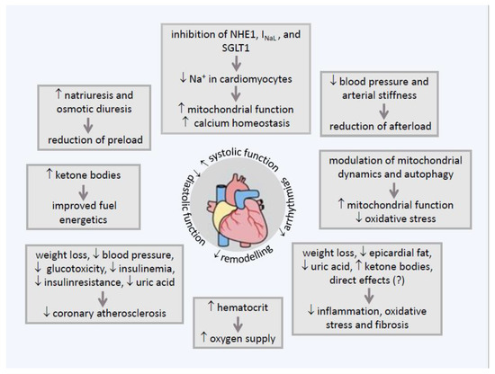 IJMS | Free Full-Text | An Overview of the Cardiorenal Protective Mechanisms of SGLT2 Inhibitors