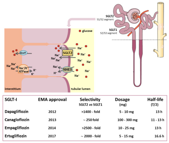 IJMS | Free Full-Text | An Overview of the Cardiorenal Protective Mechanisms of SGLT2 Inhibitors
