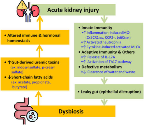 Acute Kidney Injury and Gut Dysbiosis: A Narrative Review Focus on ...