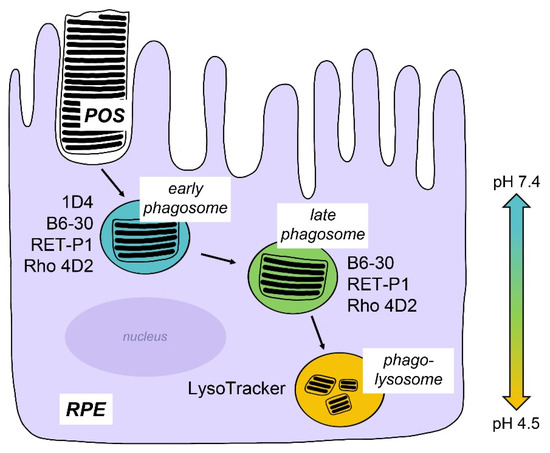 Probing Photoreceptor Outer Segment Phagocytosis by the RPE In Vivo ...