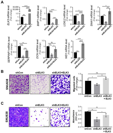 ELK3 Controls Gastric Cancer Cell Migration and Invasion by Regulating ECM Remodeling-Related Genes
