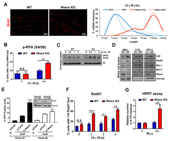 Wwox Binding to the Murine Brca1-BRCT Domain Regulates Timing of Brip1 ...
