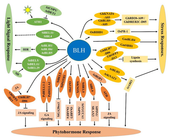 The Roles of BLH Transcription Factors in Plant Development and ...