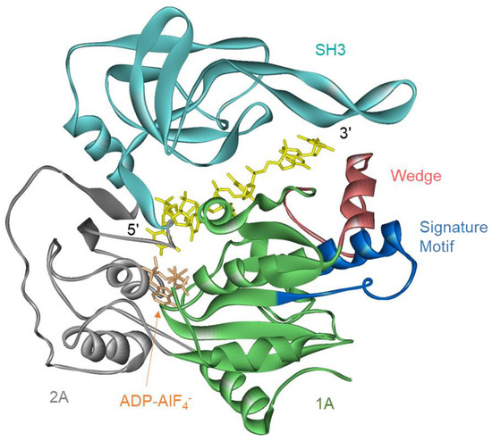 Role and Regulation of Pif1 Family Helicases at the Replication Fork