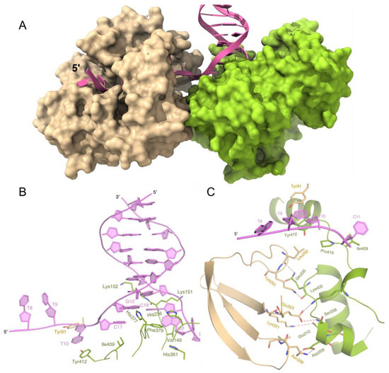 Role and Regulation of Pif1 Family Helicases at the Replication Fork