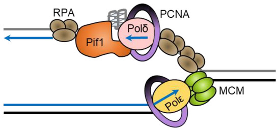 Role and Regulation of Pif1 Family Helicases at the Replication Fork