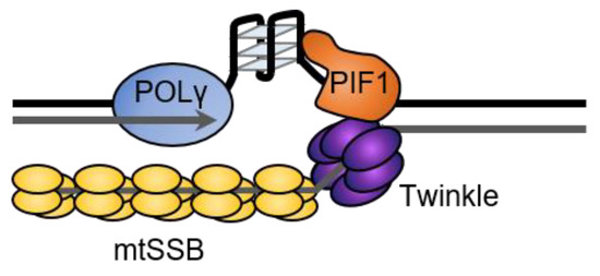Role and Regulation of Pif1 Family Helicases at the Replication Fork