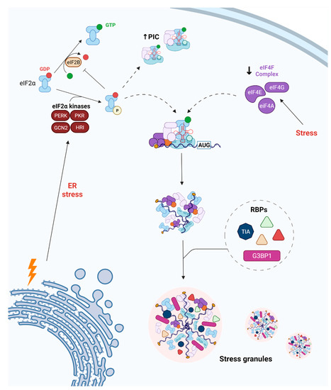 Stress Granules and Acute Ischemic Stroke: Beyond mRNA Translation