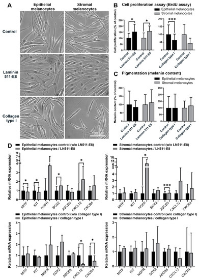 Identification, Isolation, and Characterization of Melanocyte Precursor ...