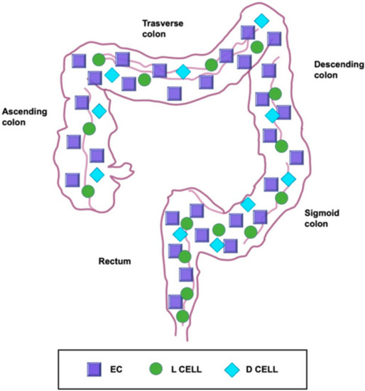 A Focus on Enterochromaffin Cells among the Enteroendocrine Cells ...
