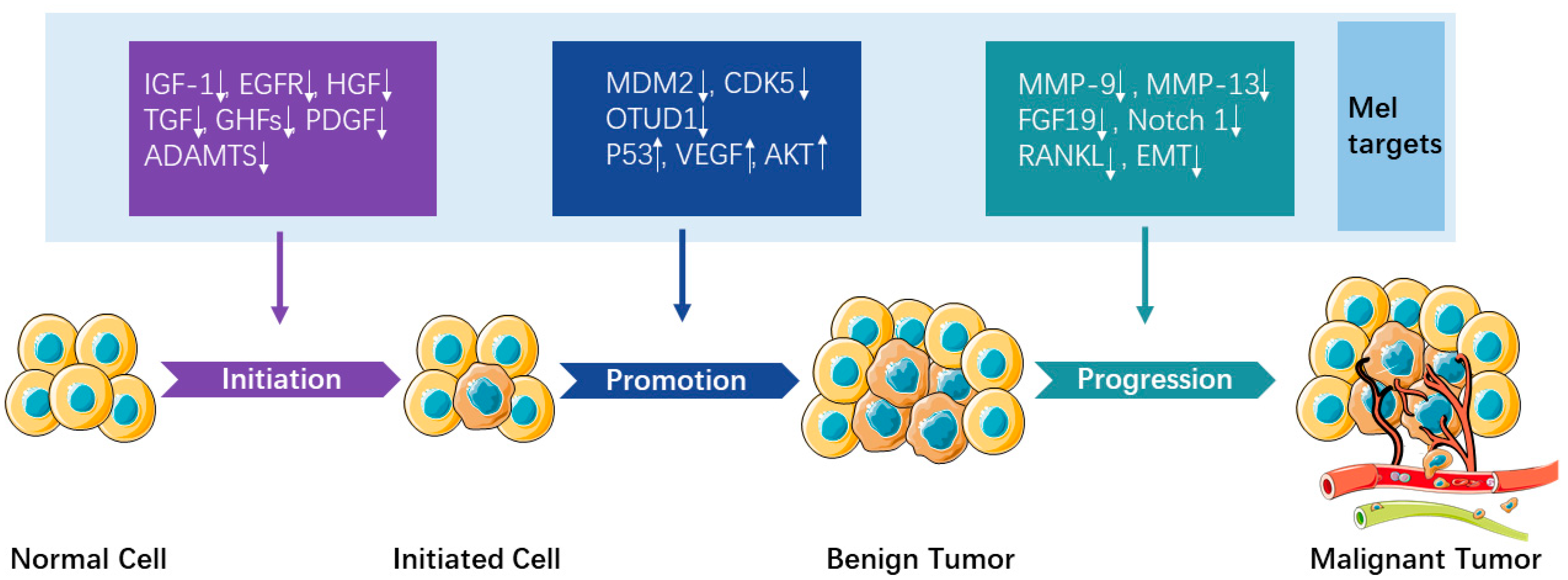 Carcinogenesis Initiation Promotion Progression