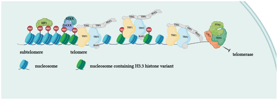 Ijms Free Full Text Telomere Targeting Approaches In Cancer Beyond