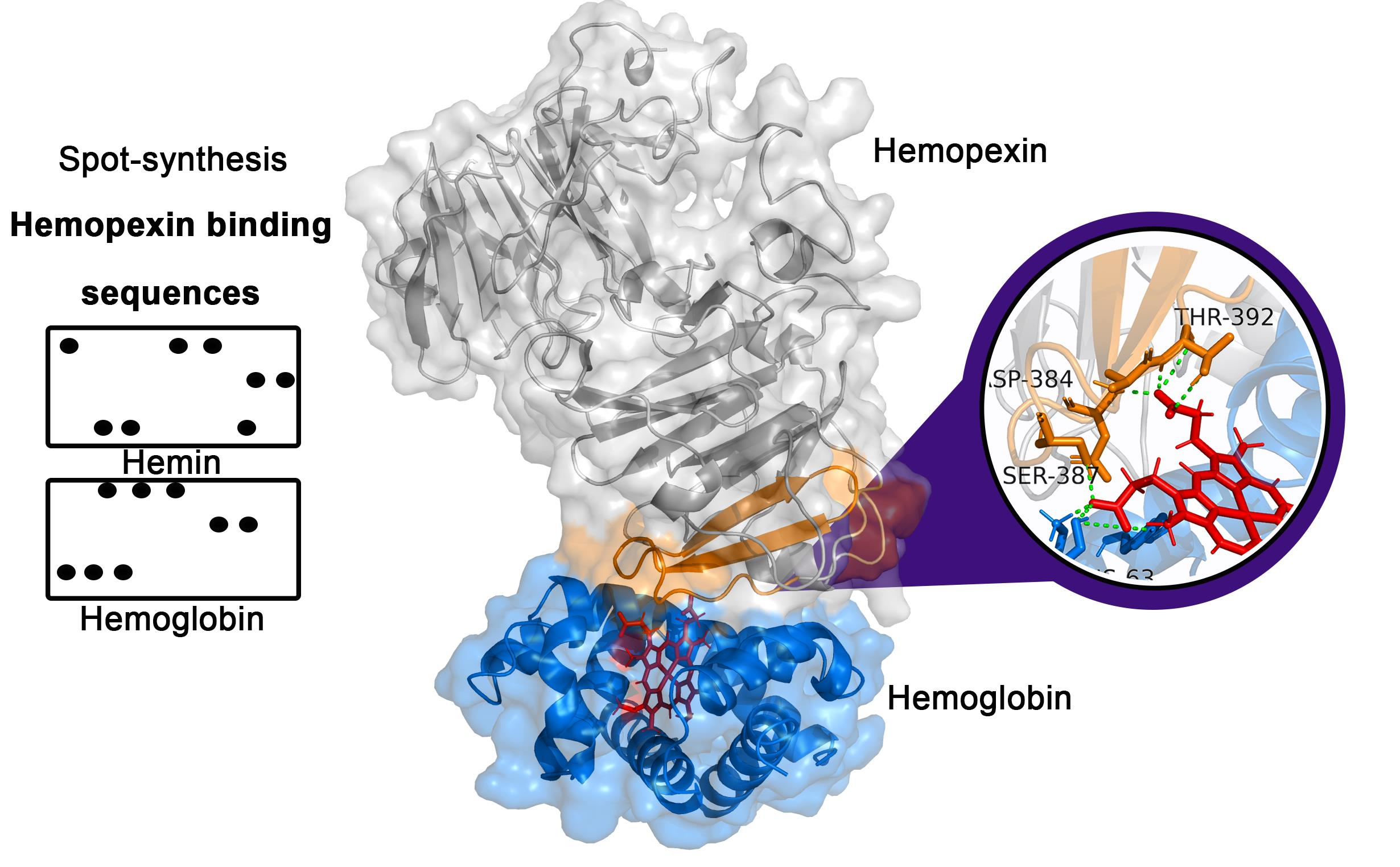 IJMS | Free Full-Text | New Insights into Hemopexin-Binding to Hemin ...