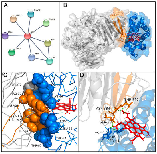 New Insights into Hemopexin-Binding to Hemin and Hemoglobin