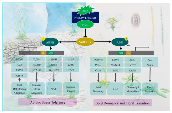 ABA Mediates Plant Development and Abiotic Stress via Alternative Splicing