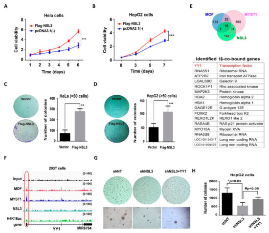 The Non-Specific Lethal (NSL) Histone Acetyltransferase Complex ...